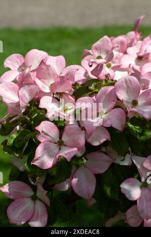 Closeup of flowers of Cornus kousa 'Radiant Rose' in a garden in early ...