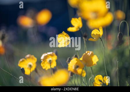 Poppy flowers bloom on a meadow near Deersheim, Germany, Wednesday ...