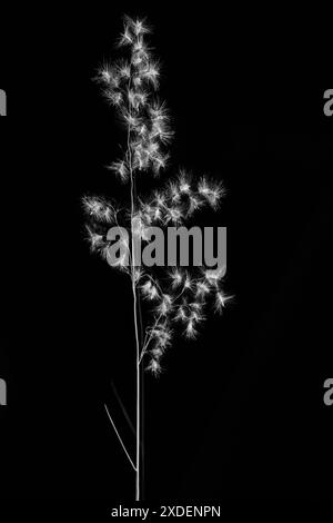 Red grass flowers (Rhynchelytrum repens) and blue water Stock Photo - Alamy