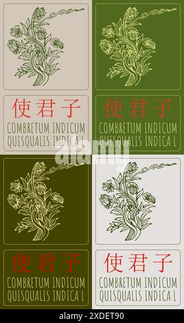 Vector drawing COMBRETUM INDICUM in Chinese. Hand drawn illustration ...