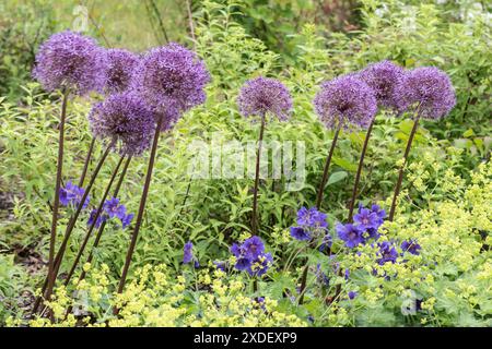 Cranesbill (Geranium) and lady's mantle (Alchemilla Stock Photo - Alamy