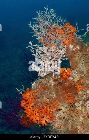 Orange spiny sponge (Acanthella acuta), dive site L'Escala, Costa Brava ...