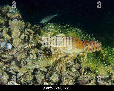 An American crayfish (Faxonius limosus), invasive species, sitting on a ...
