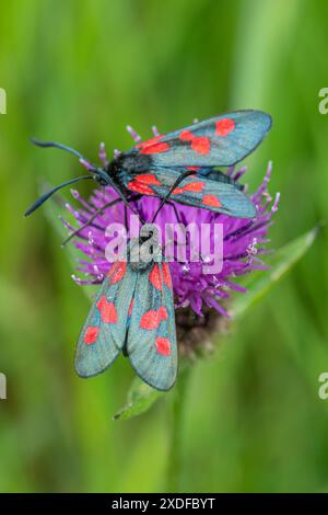 The common moths of England Stock Photo - Alamy