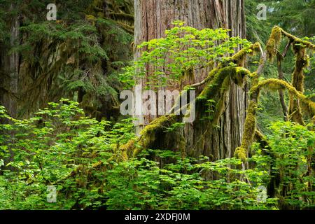 Vine Maple, Acer circinatum, and Western Hemlocks, Tsuga heterophylla ...