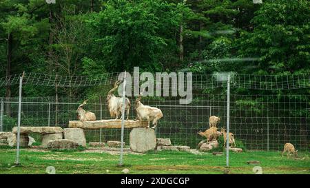 Mountain Goats in zoo. A group of mountain goats (Oreamnos americanus ...