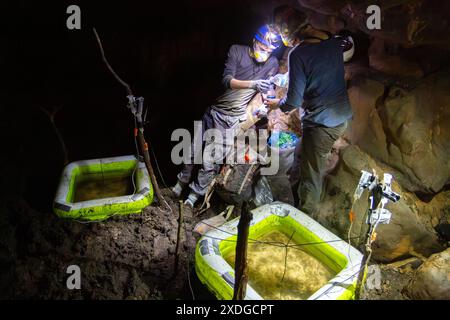 Biology scientists gathering samples life form organism in a cave Stock ...