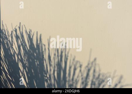 line shade, shadow drop overlay effect on white wall background or ...