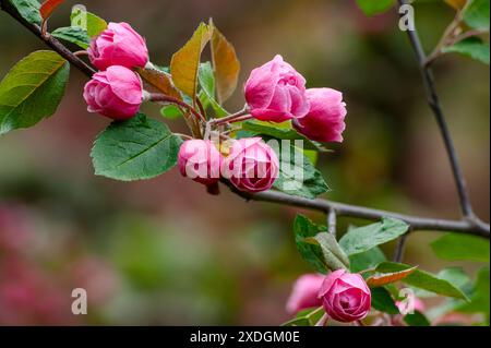 Beautiful pink Crabapple blossoms at Berkshire Botanical Garden in ...