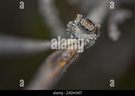 Male Peacock spider. Maratus hakea from the SW of Western Australia ...