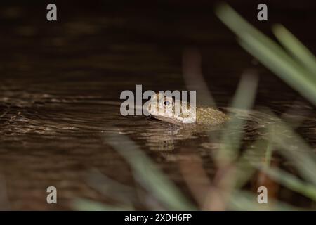 Bufotes balearicus o Bufo lineatus, endemic green toad of the Italian ...