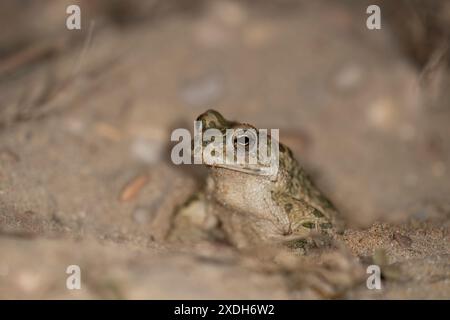 Bufotes balearicus o Bufo lineatus, endemic green toad of the Italian ...