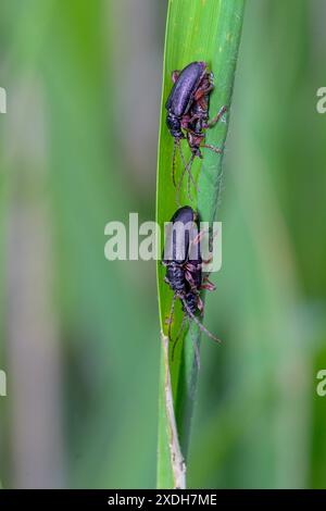 The beetle Donacia clavipes (family Chrysomelidae) mating on common ...