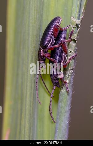 The beetle Donacia clavipes (family Chrysomelidae) matiing. Photo from ...