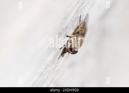 Perched Band-Eyed Brown Horsefly (Tabanus bromius) in Richmond Park ...