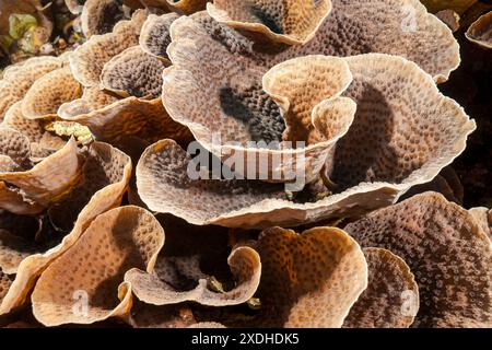 Mozambique, Nampula, Nacala, Nuarro, Cabbage Coral (Turbinaria ...