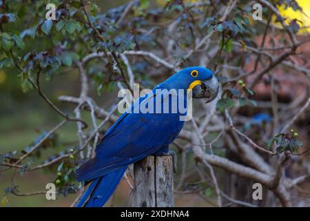 Blue macaw in brazilian tropic Stock Photo - Alamy