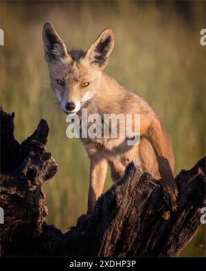 Fox on Log with Prey Stock Photo - Alamy