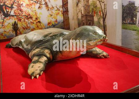 Hanoi, Vietnam - 9 Feb, 2024: A preserved Swinhoe Softshell Turtle ...