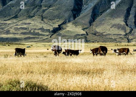 cattle raising in the pampas near Lake Roca, Republic of Argentina ...