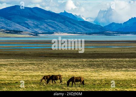 horses in the pampas near Lake Roca, republica Argentina,Patagonia ...