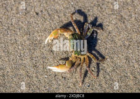 A tiny Oregon shore crab on a sandy beach Stock Photo - Alamy