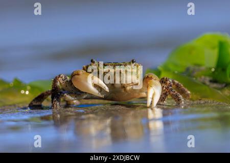 A tiny Oregon shore crab walking across wet sand on a beach Stock Photo ...