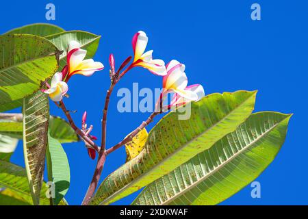 Plumeria, Frangipani, Blossoms, Tikehau, Atoll, Tuamotu Archipelago ...