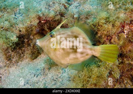 A brown filefish (Stephanolepis hispidus) with green fins swimming in ...
