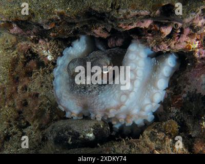 Common octopus (Octopus vulgaris) hiding in a crevice on a reef ...