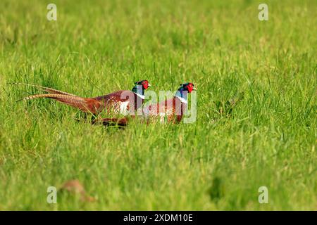 Common Ring-necked pheasants strutting together are a beautiful sight ...