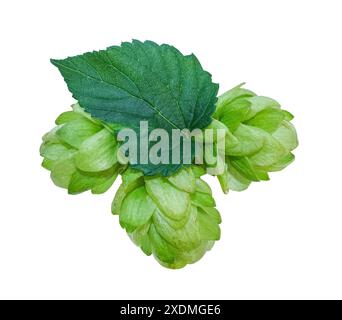 Fresh green hop cones Stock Photo - Alamy