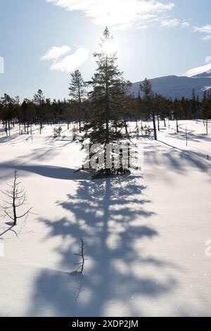 Swedish Winter Wonderland: Sunlit Snowy Wilderness with Majestic Fir ...