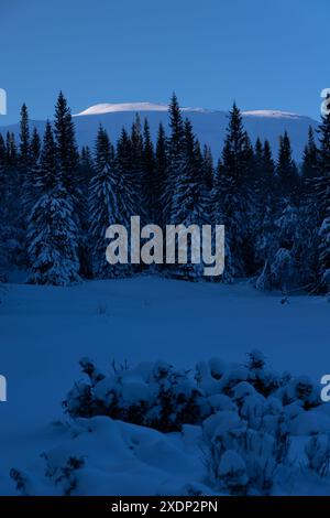 A winter landscape in a magical Swedish forest with white trees ...