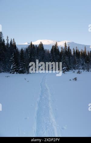 A winter landscape in a magical Swedish forest with white trees ...