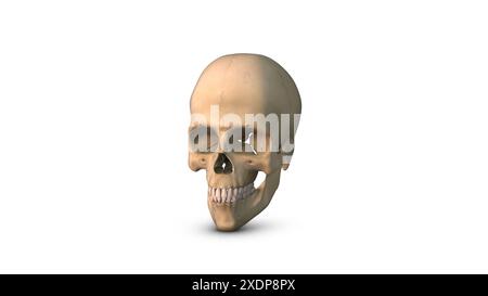 Human Cranium bone isolated on white background Stock Photo - Alamy