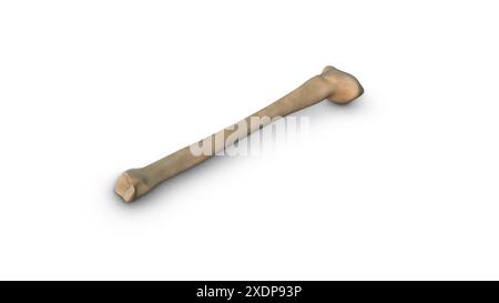 Human Tibia bone isolated on white background Stock Photo - Alamy