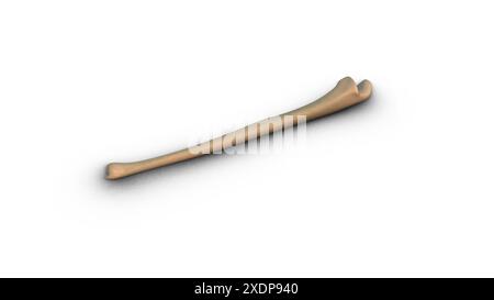 Human Ulna bone isolated on white background Stock Photo - Alamy