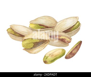 Pistachio nut watercolor illustration. Botanical drawing sketch ...