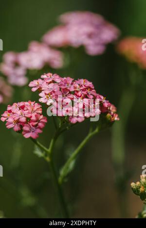 Yarrow Achillea blooms in the wild among grasses. Medical herb ...