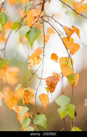 A vibrant green branch with delicate leaves and budding flowers is set ...