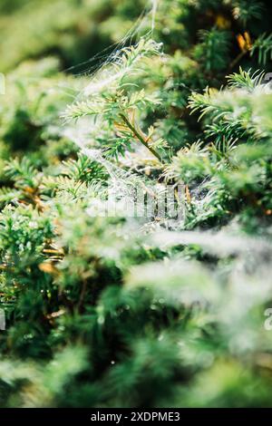 Beautiful pearls on golden silk cloth Stock Photo - Alamy