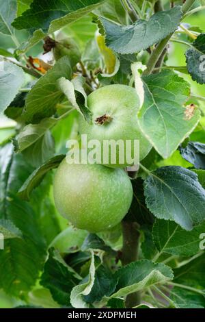 Ripening Red Windsor dessert apples growing on an apple tree in a fruit ...