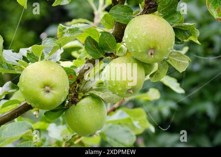 Ripening Red Windsor dessert apples growing on an apple tree in a fruit ...