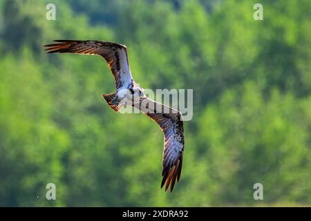 DK Caption: Fiskeørne og Havørne ved søen som fanger fisk. UK Caption ...