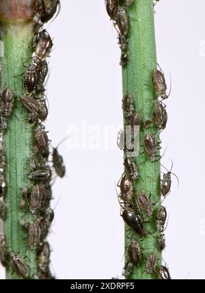 Onion aphids (Neotoxoptera formosana) colony pests on the stems and ...