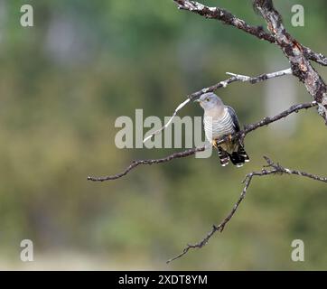Common cuckoo in tree with lichens Stock Photo - Alamy