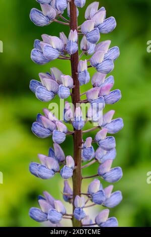 Lupine flowers in June in the Superior National Forest in northern ...
