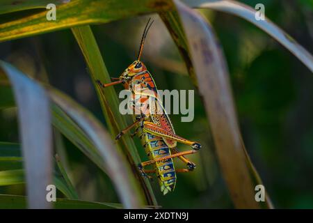 Florida's Giant Orange Grasshopper on a palm frond Stock Photo - Alamy