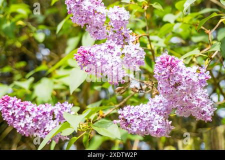 Beautiful lilac flowers with selective focus. Purple lilac flower with ...